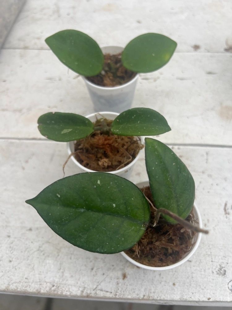 hoya bonii rooted cutting