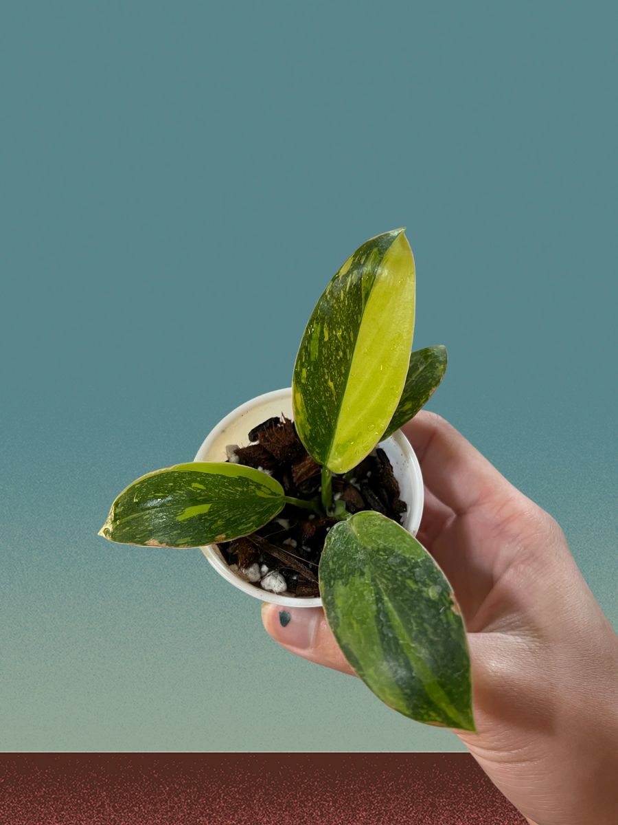 Philodendron variegated Green Congo "Nuclear"