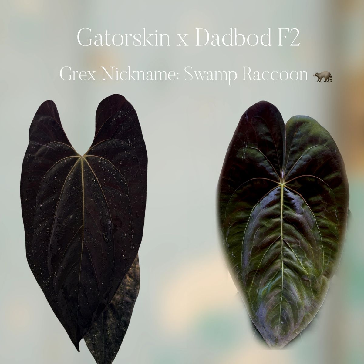 Anthurium papillilaminum Gatorskin x Dadbod F2