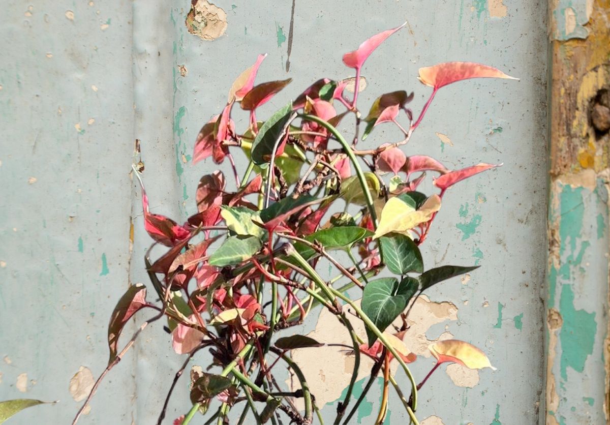 Fallopia Multiflora Variegated