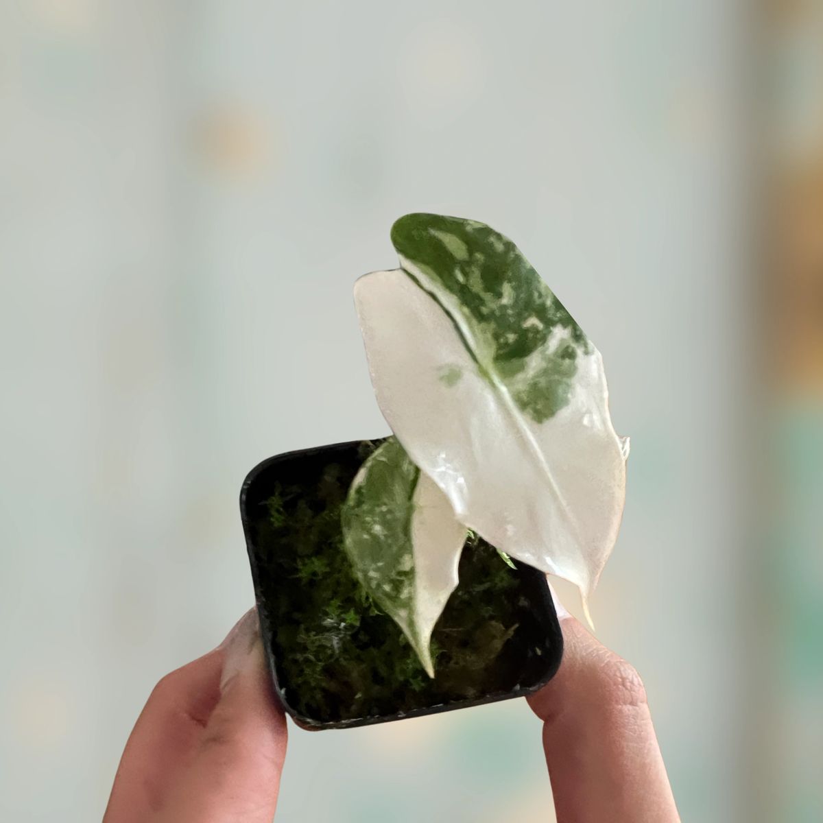 Alocasia Pink Dragon Albo