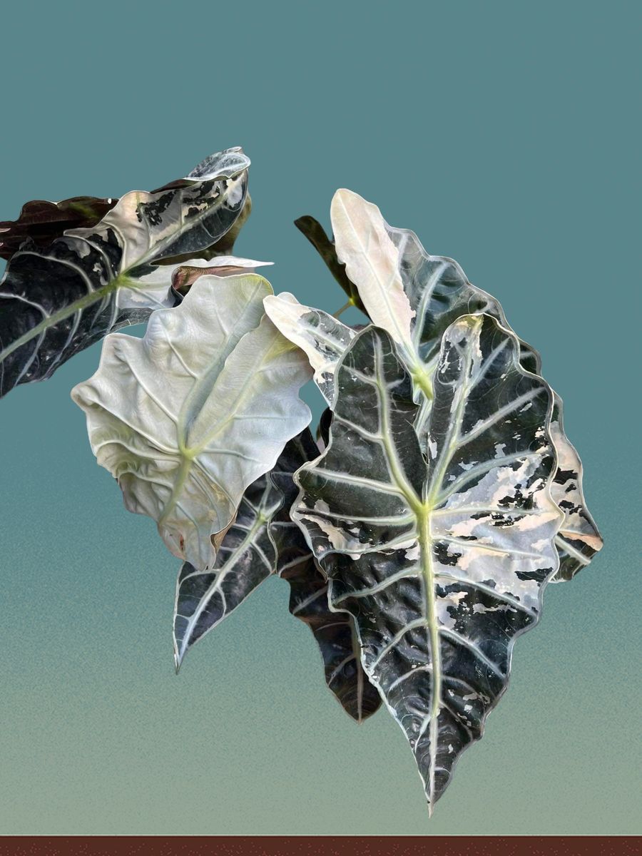 Alocasia Amazonica PINK variegated - small plant