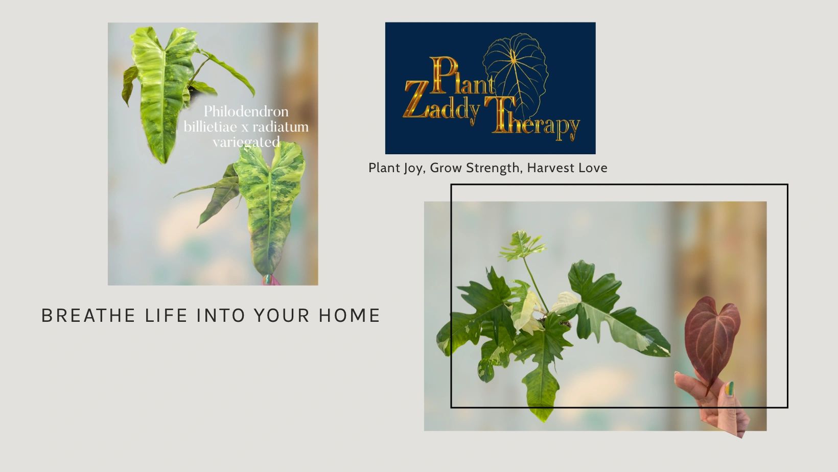 anthurium RL x FS self seedling