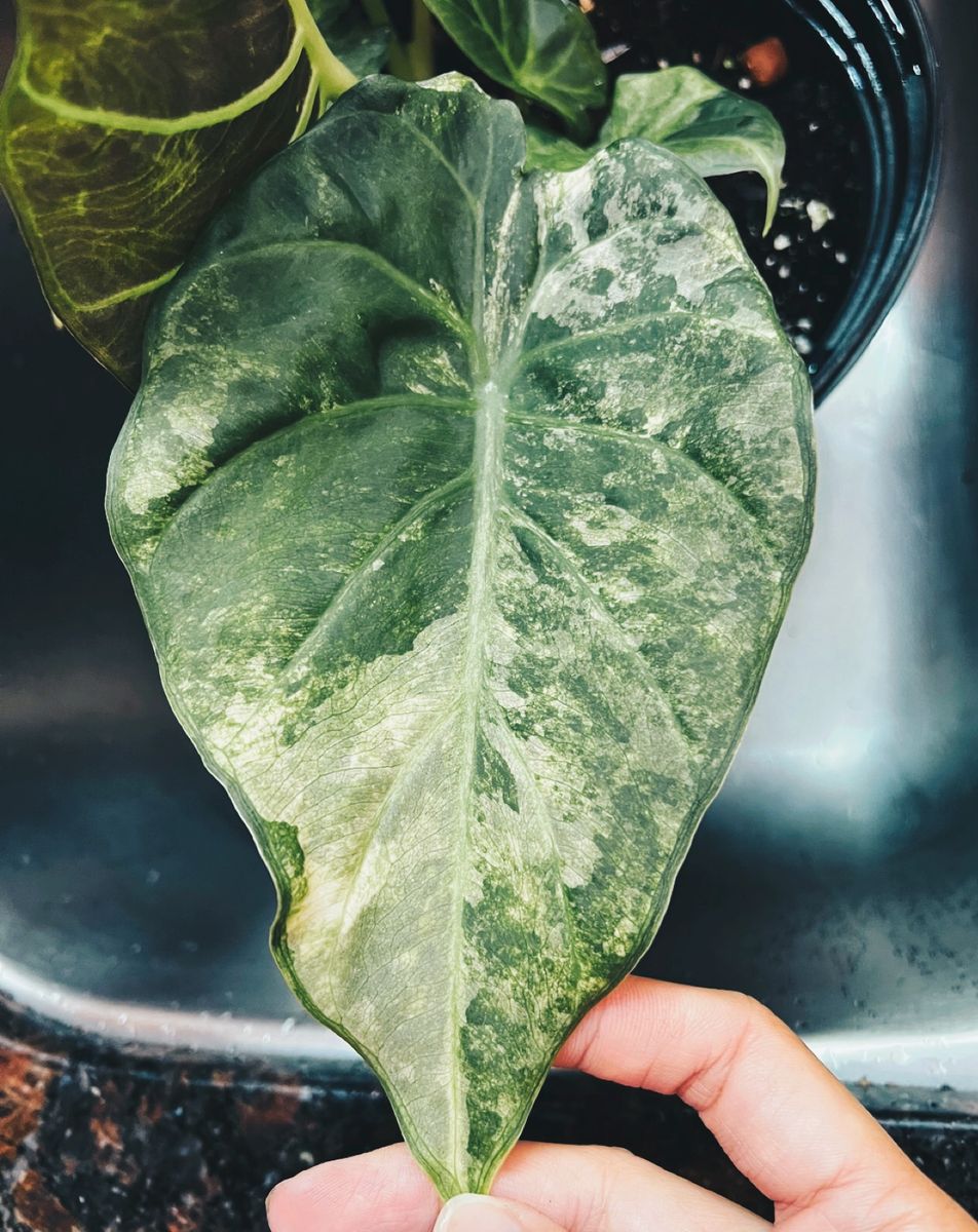 Alocasia Regal Shields Variegated Aurea CORM ONLY