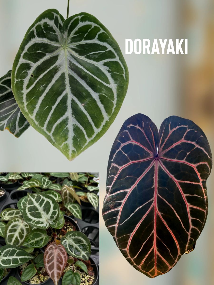 anthurium 'Dorayaki' x 'Red Crystal (NSE)'