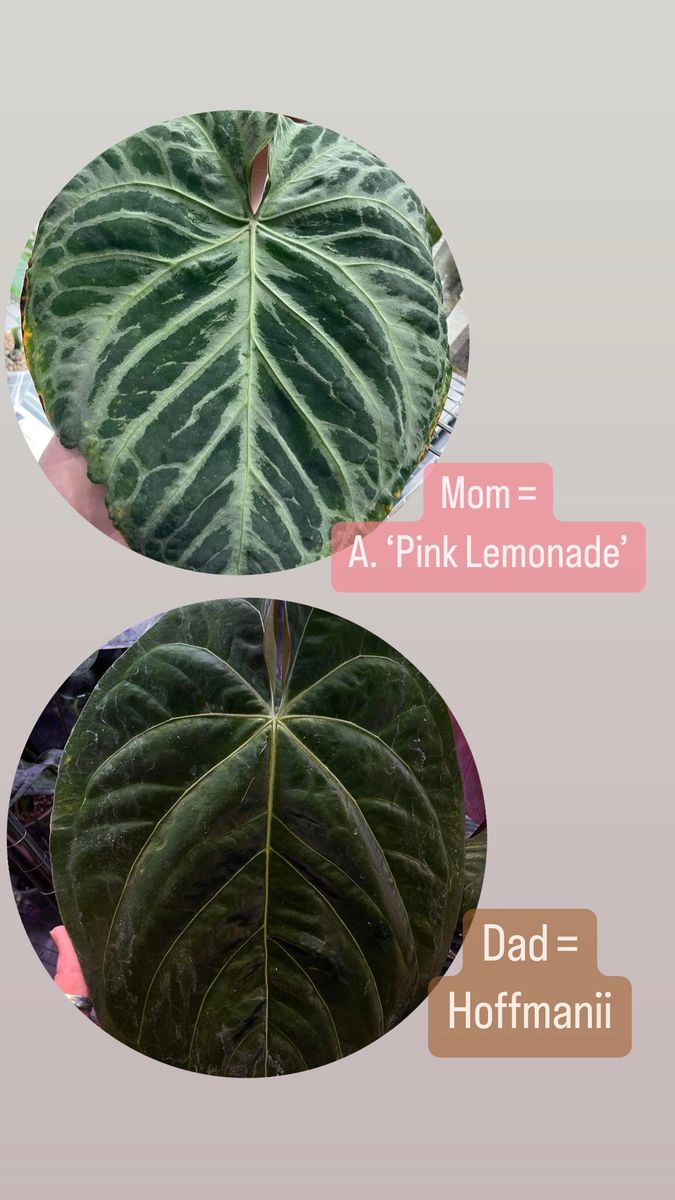 Anthurium "Pink Lemonade" x hoffmanii seedling