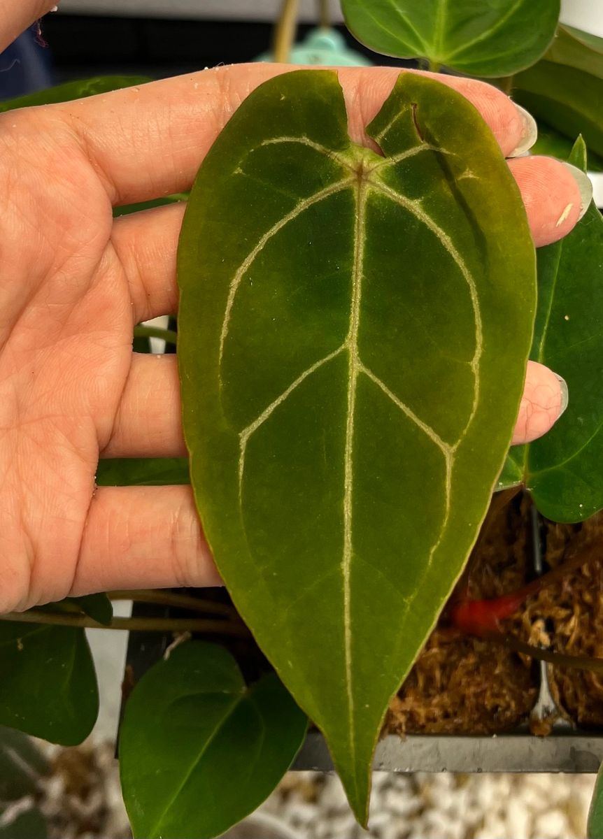 Anthurium "Red Spider" x self