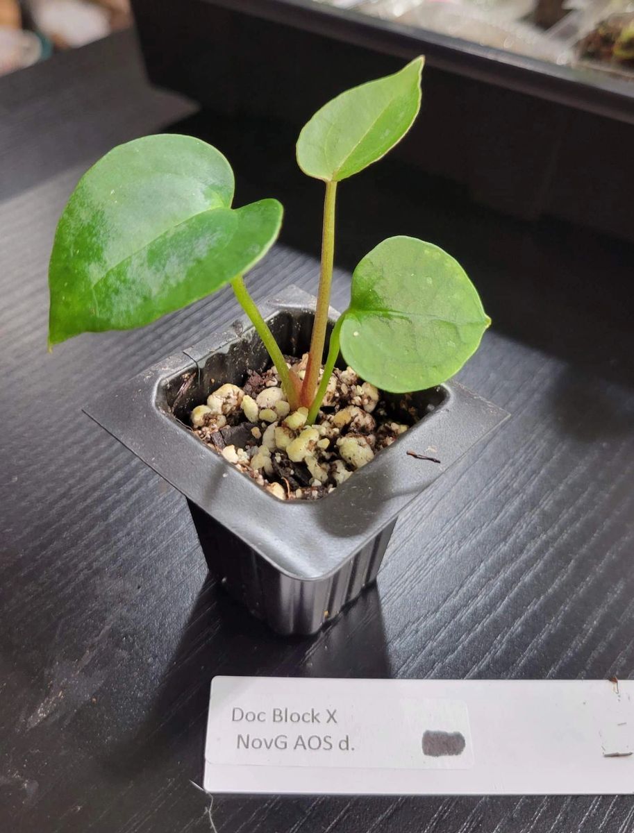 Anthurium 'Doc Block' x 'Ace of Spades (NovG)' seedling