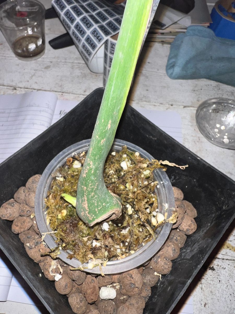 Monstera Devil Monster - 4929