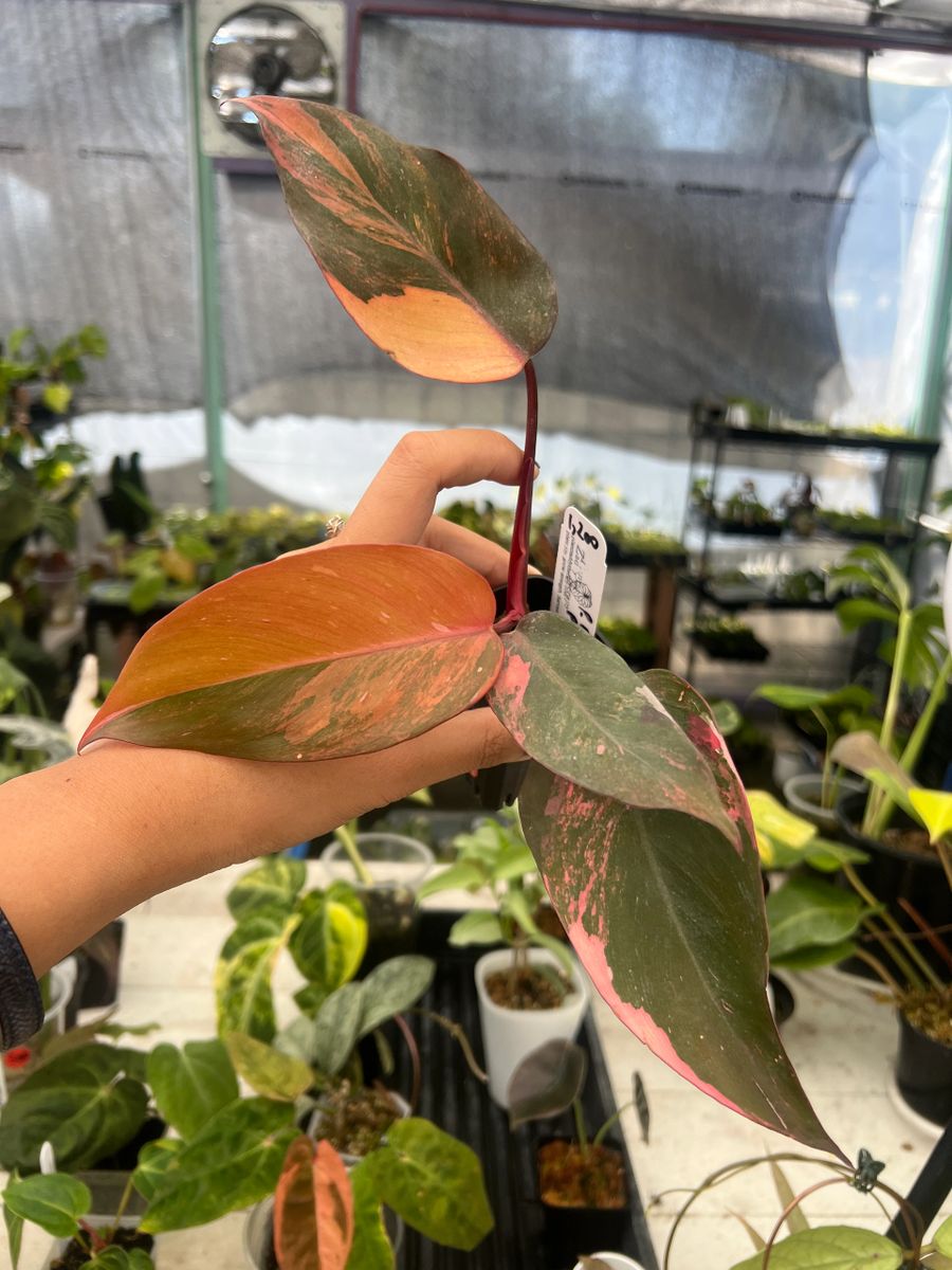 philodendron 'Fire Princess'