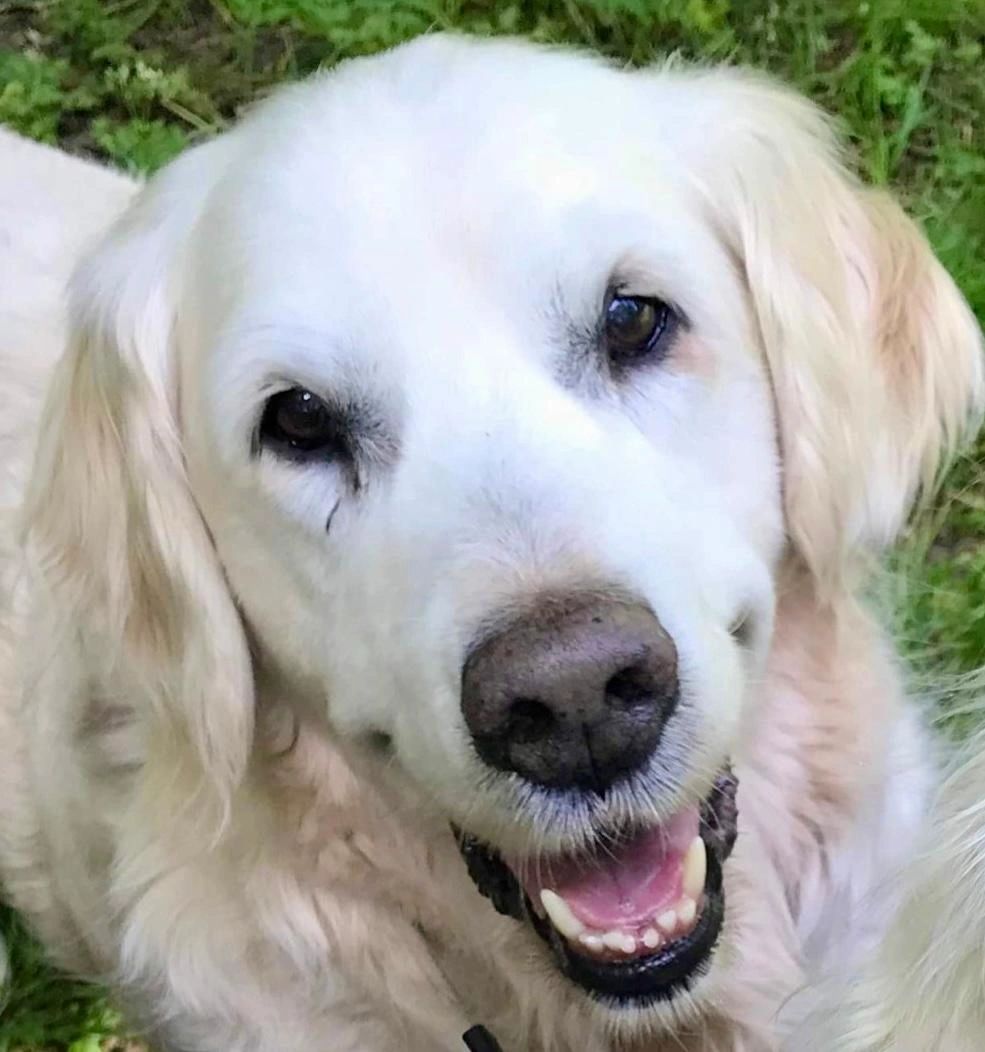 Happy Paws Puppy Rescue