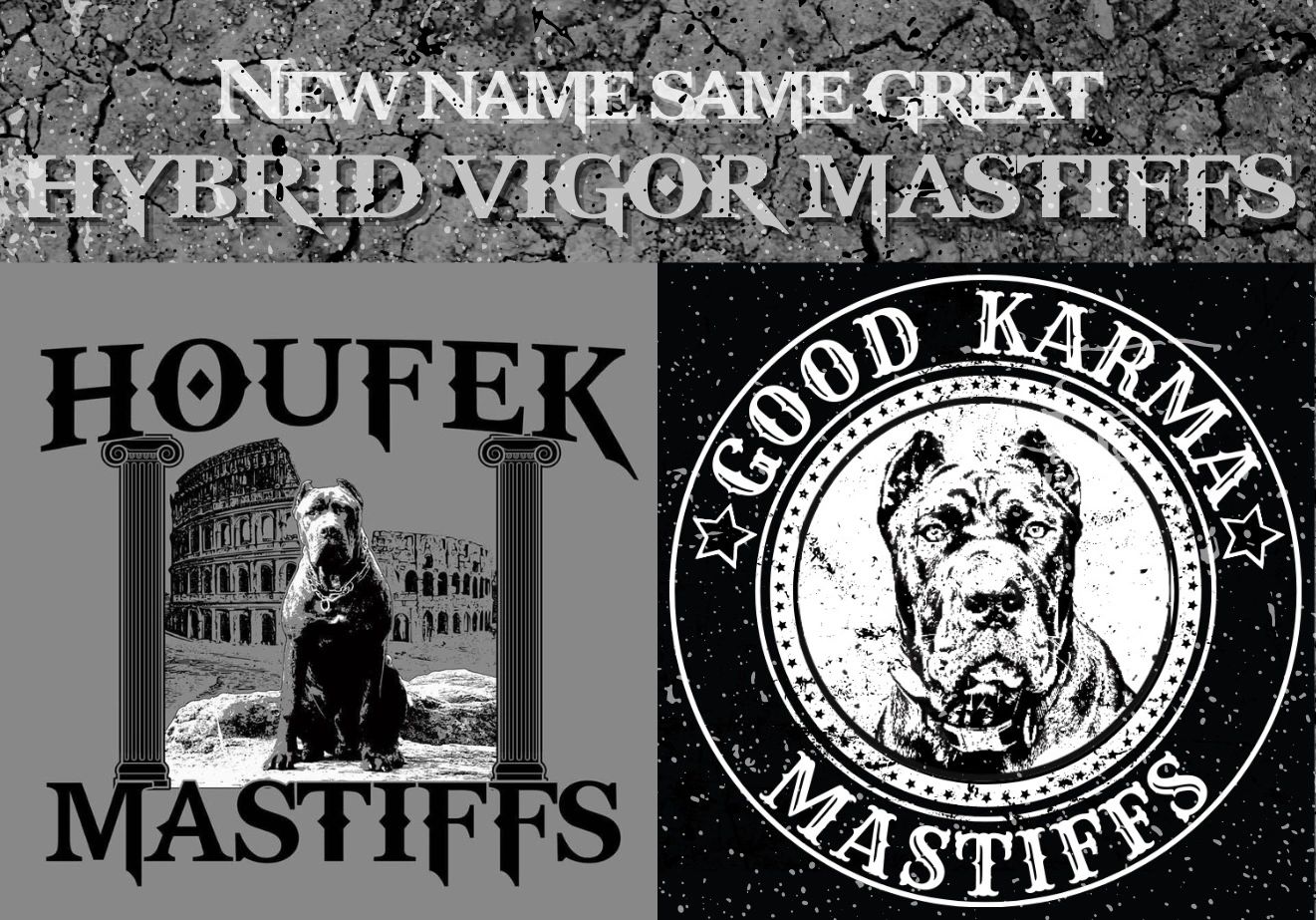 Monumental Mastiffs - Merle Mastiffs, Hybrid Mastiffs, Breeder