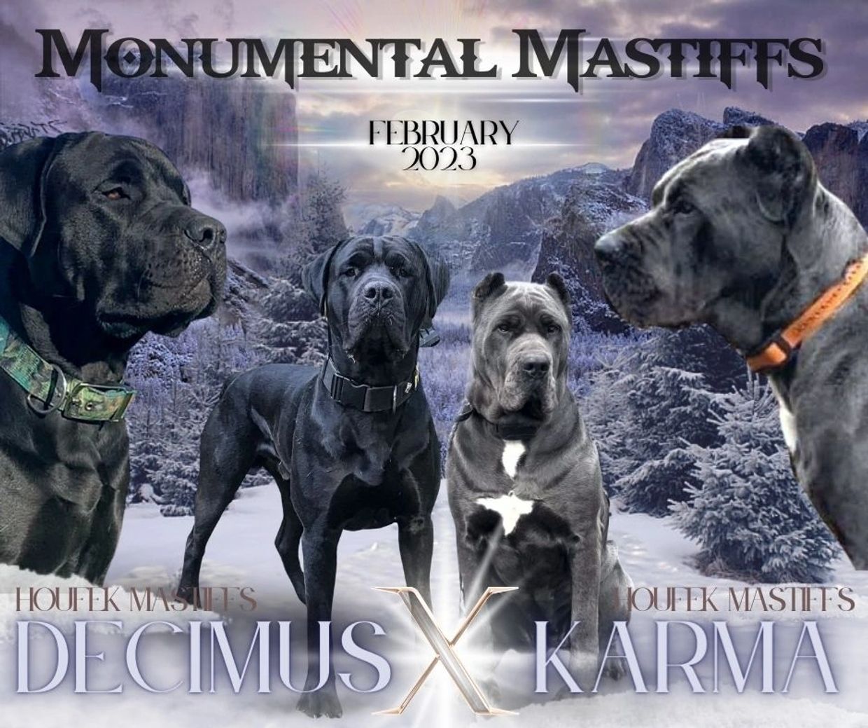Upcoming Litters | Monumental Mastiffs