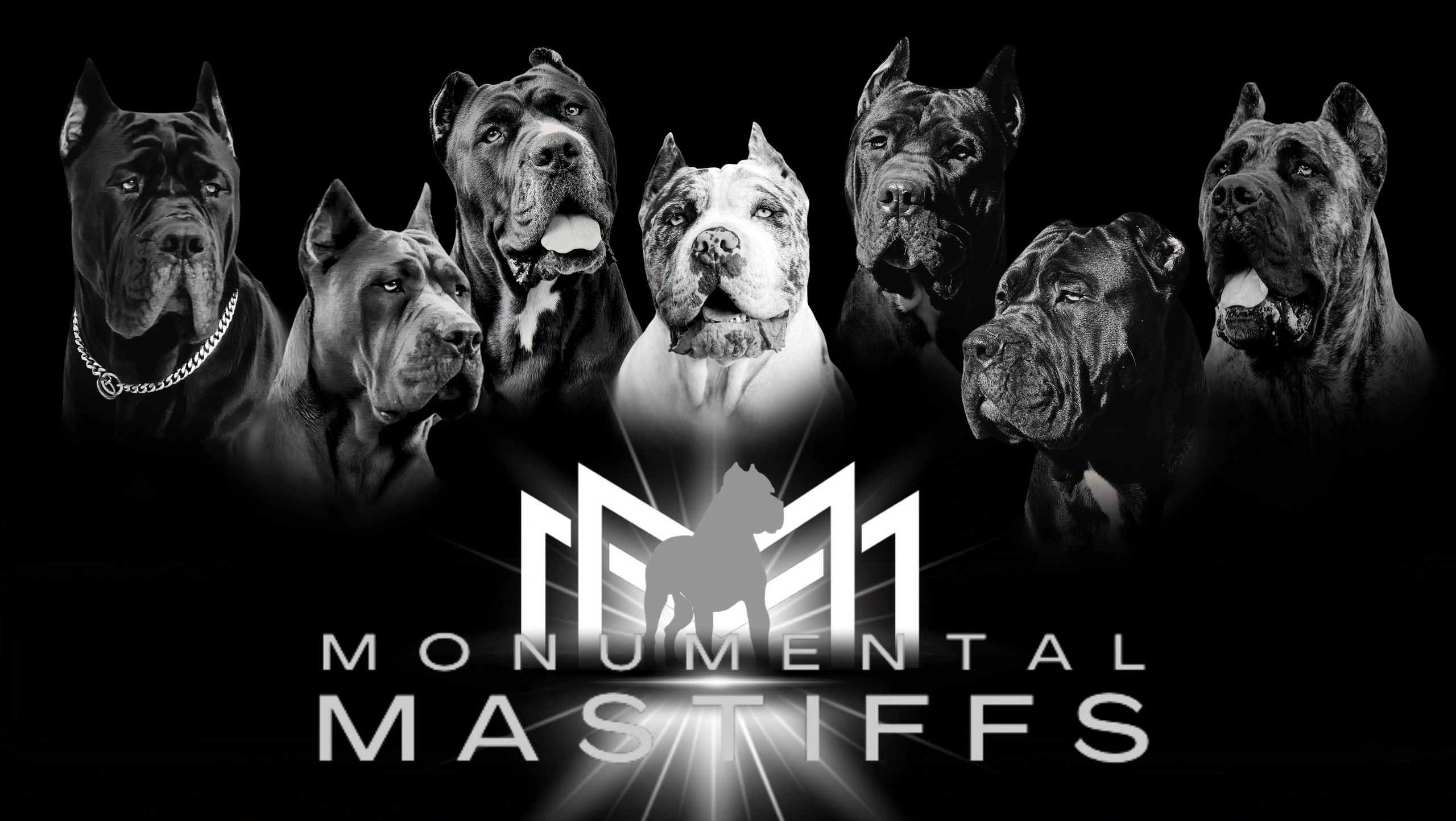 Monumental Mastiffs - Merle Mastiffs, Hybrid Mastiffs, Breeder