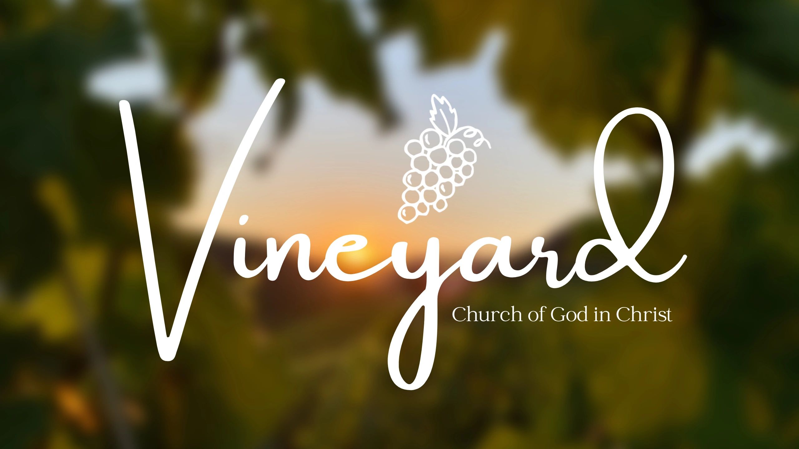 Vineyard Church of God in Christ