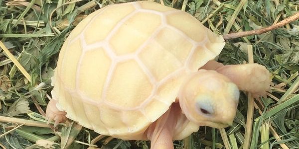 Balland's Tortoise Ranch, LLC