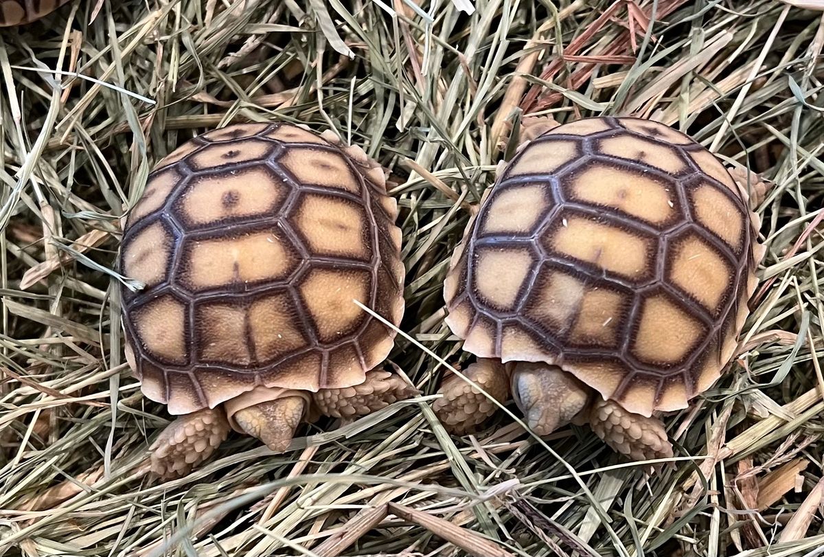 African Sulcata Hatchling