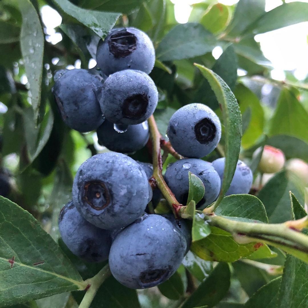 Cedar Grove Blueberry Farm