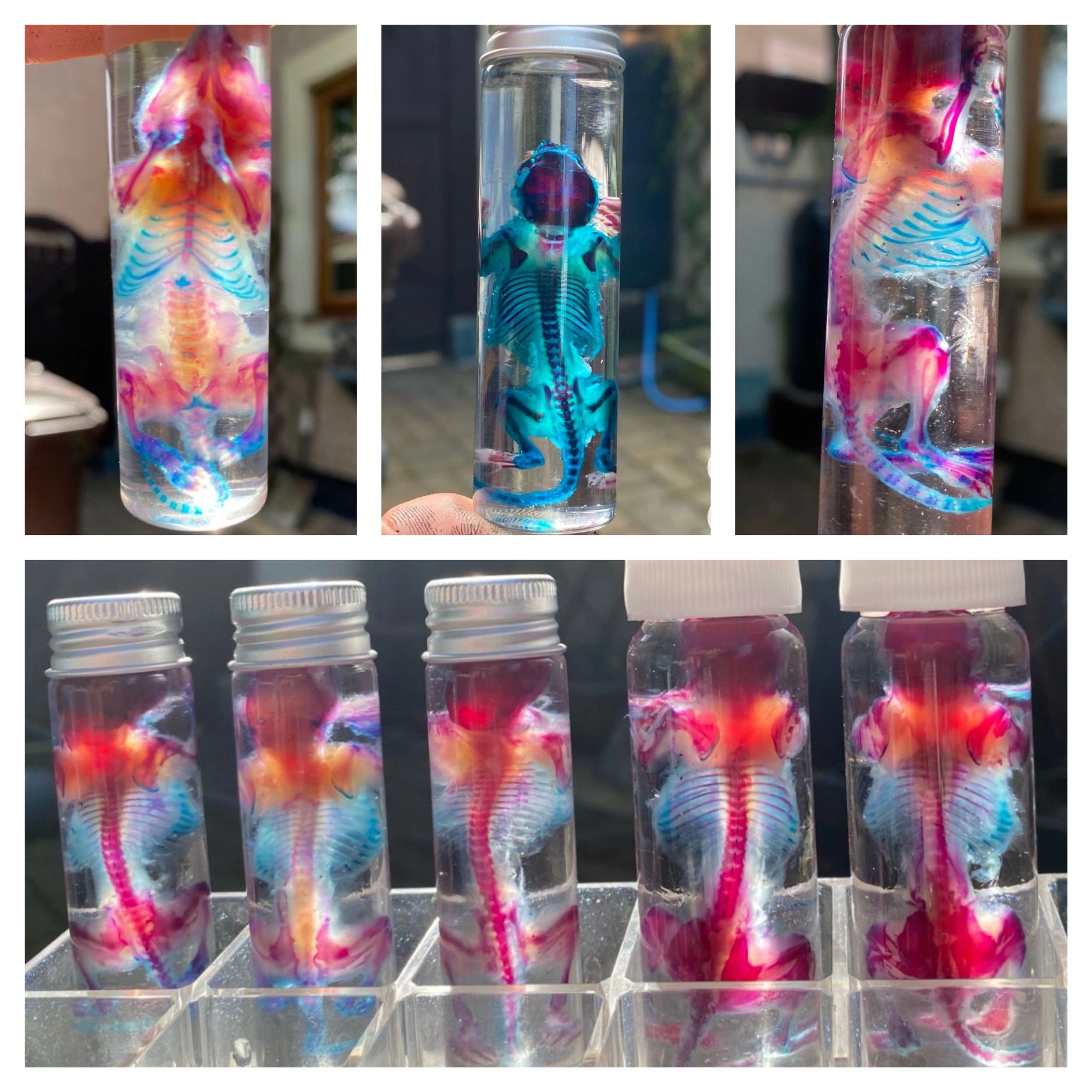 Hissy Bits - Octopus Wet Specimens, Diaphonized Specimens Uk