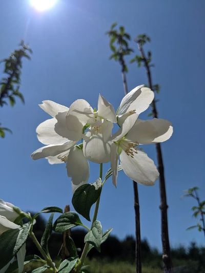 Pacific Northwest Natives. Clarks Native Trees & Shrubs.