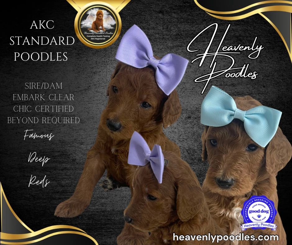Heavenly Poodles