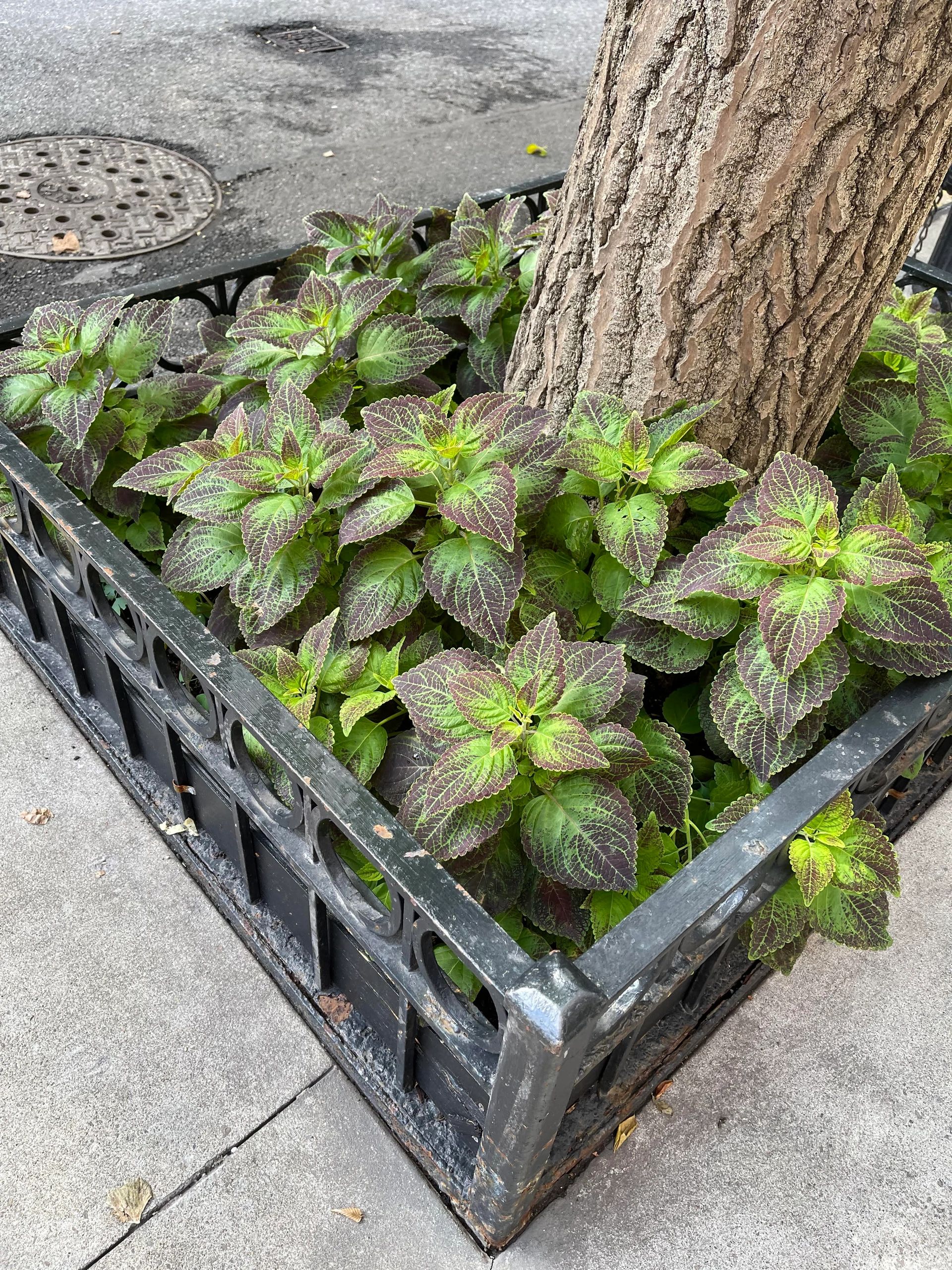 About | Turtle Bay Tree Fund