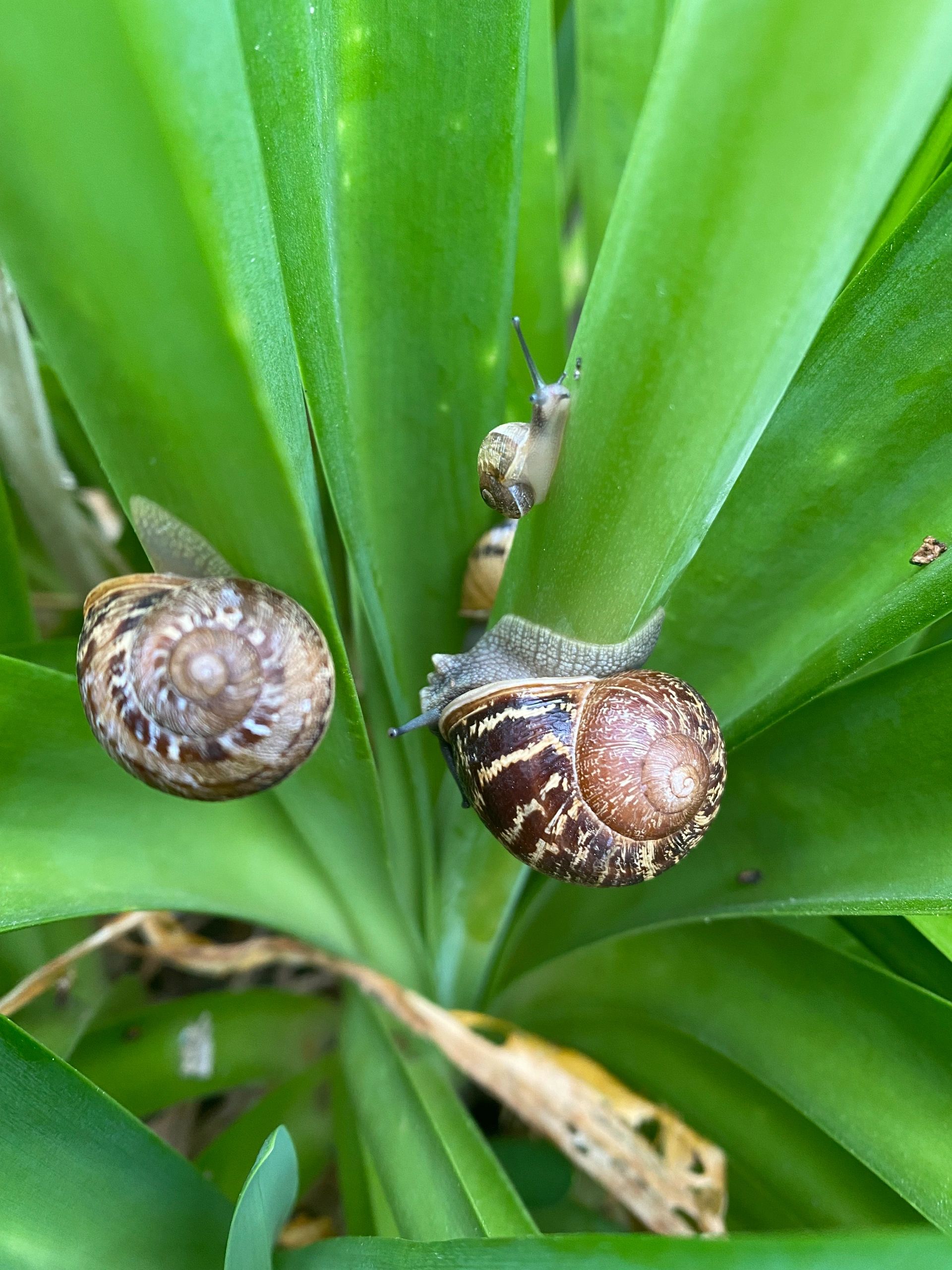 The Ultimate Snail Sanctuary - Only Snails