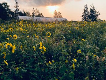Jolicure Farm - Local Produce - Jolicure, New Brunswick