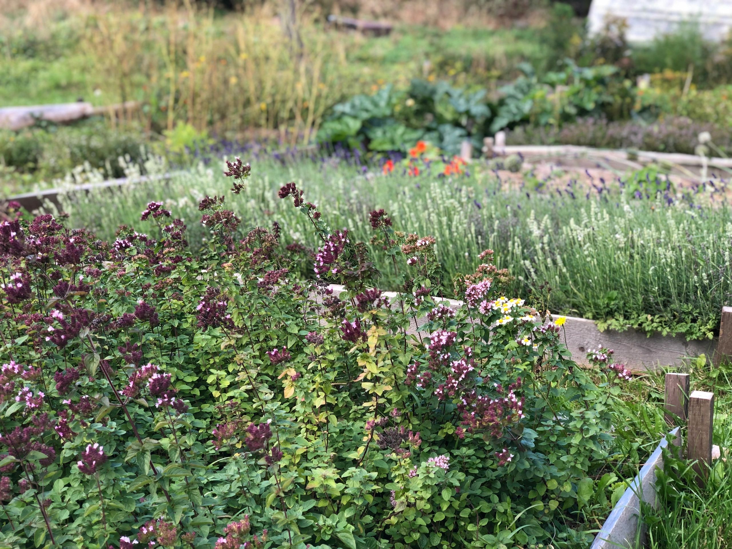 Jolicure Farm - Local Produce - Jolicure, New Brunswick