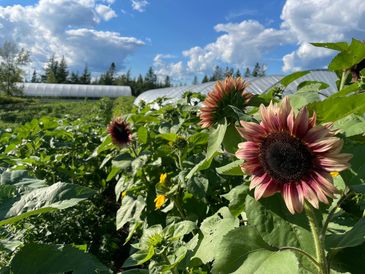 Visit Our Farmstand for Fresh Organic Produce