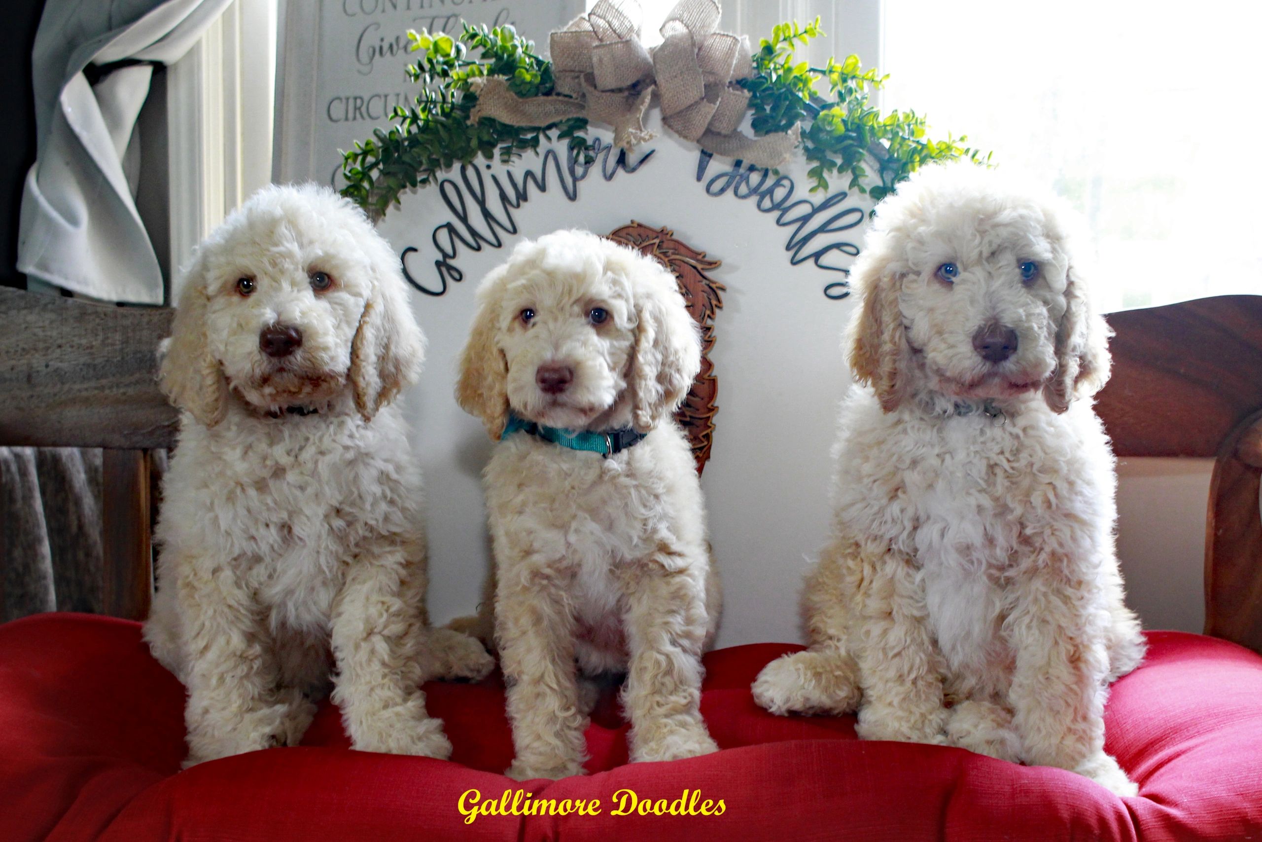 Gray Goldendoodles