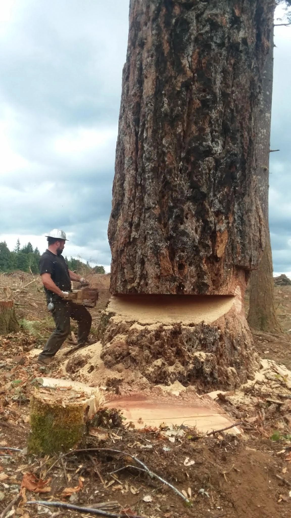 Timber Felling Henderson