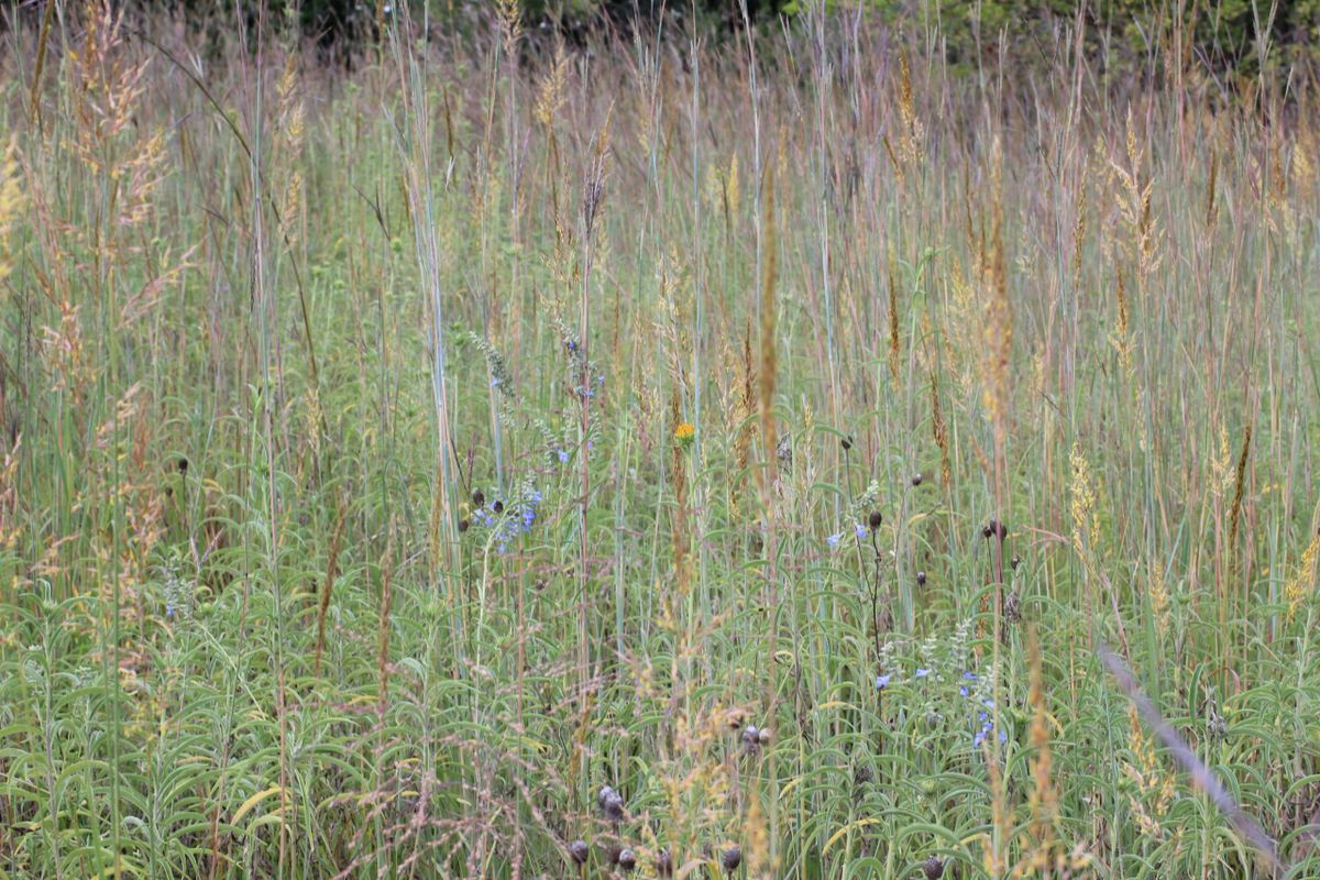 PRETTY PRAIRIE – TALLGRASS MIX (Pricing per pound)