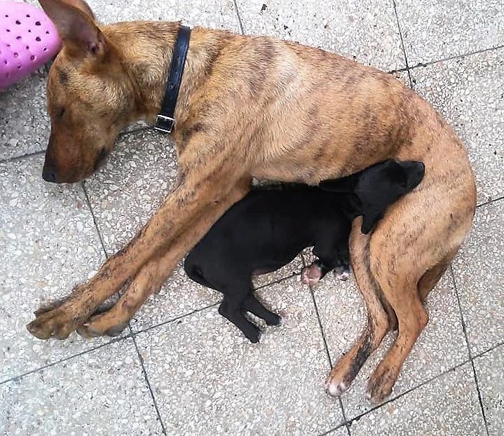 Why Do Dogs Get Stuck Together When They Mate