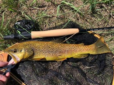 Trout Fishing | Yuma Outfitter