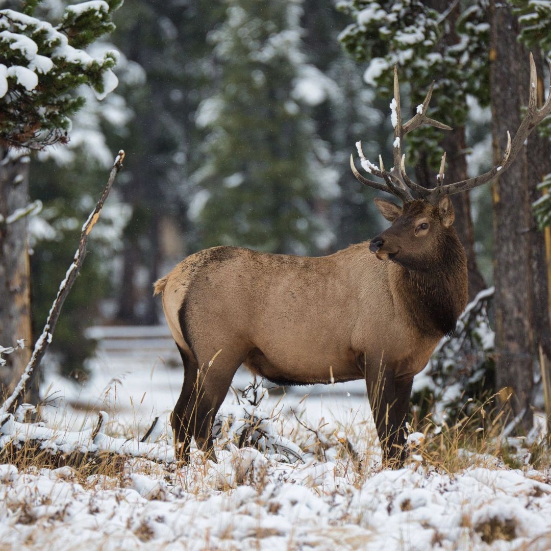 Late Season Elk Unit 10 Scouting Package