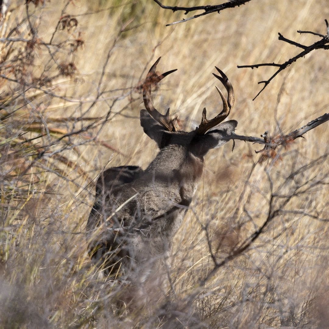 Arizona Coues Deer Scouting Package UNIT 35A