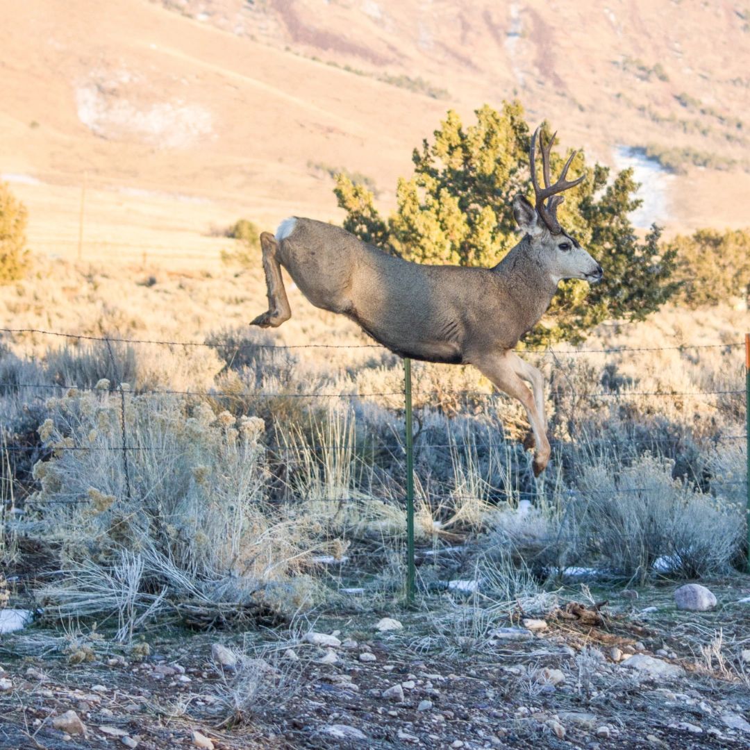 Arizona Coues and Mule Deer UNIT 36B SCOUTING PACKAGE