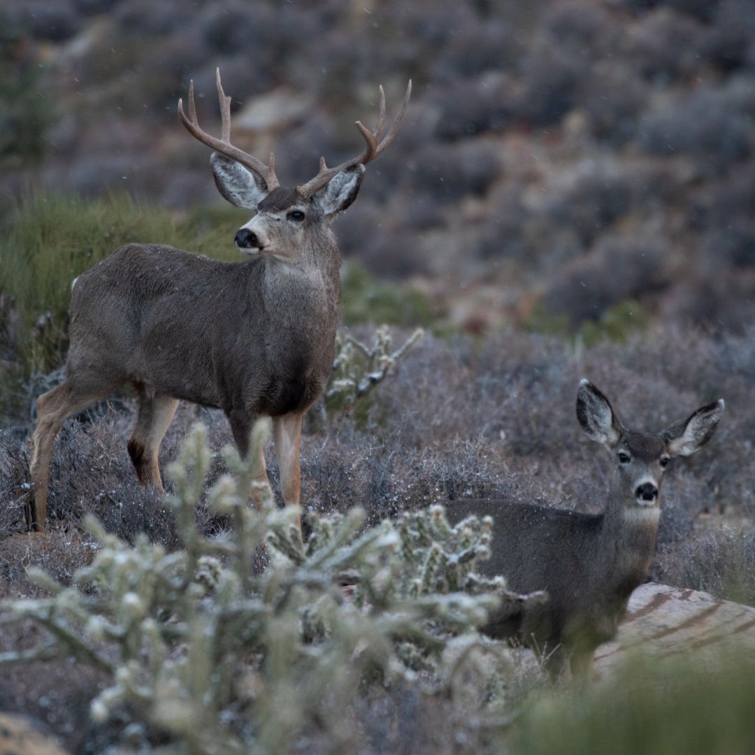 ARIZONA COUES/MULE DEER UNIT 36A SCOUTING PACKAGE