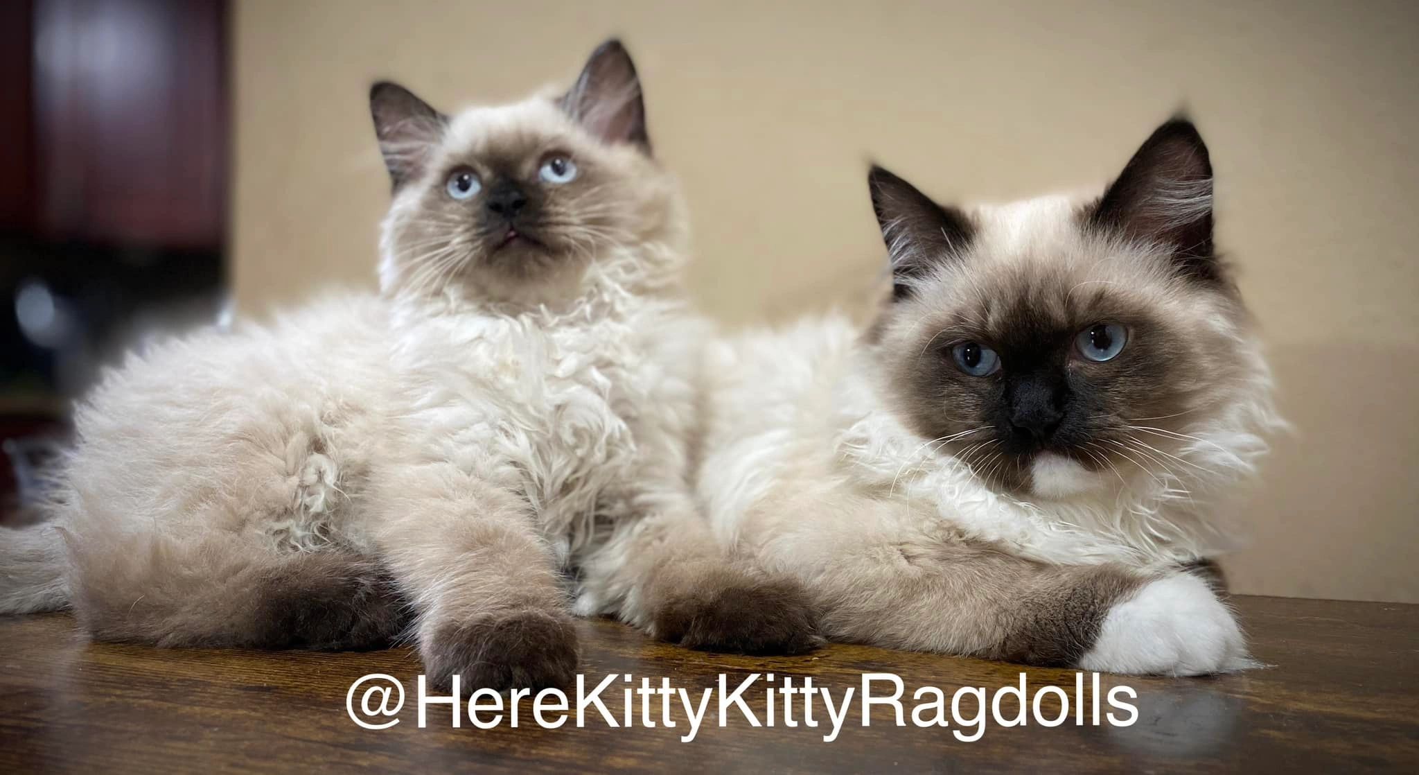 Ragdoll Kittens for Sale at Here Kitty Kitty Cattery
