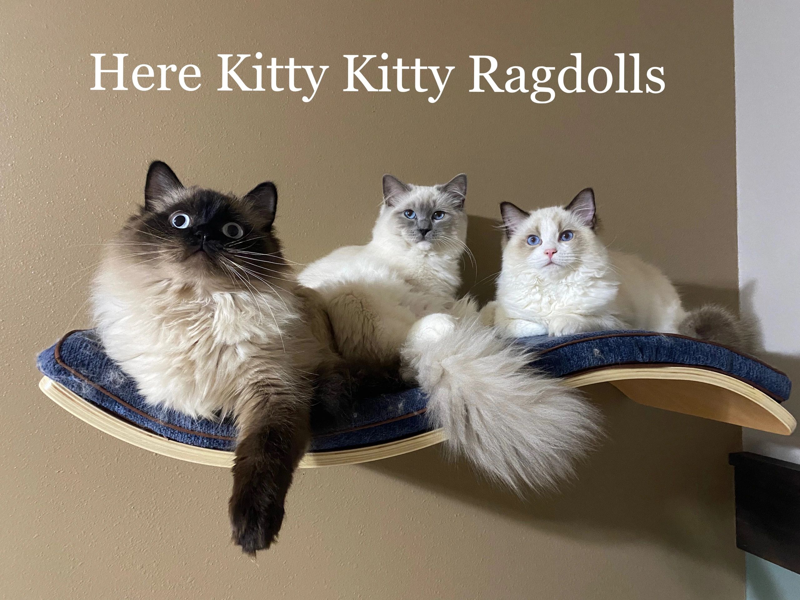 Home | Here Kitty Kitty Ragdoll Cattery