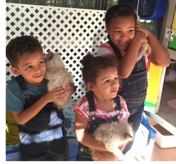 Ragdoll Kittens for Sale in Louisiana, Ragdoll breeder in louisiana