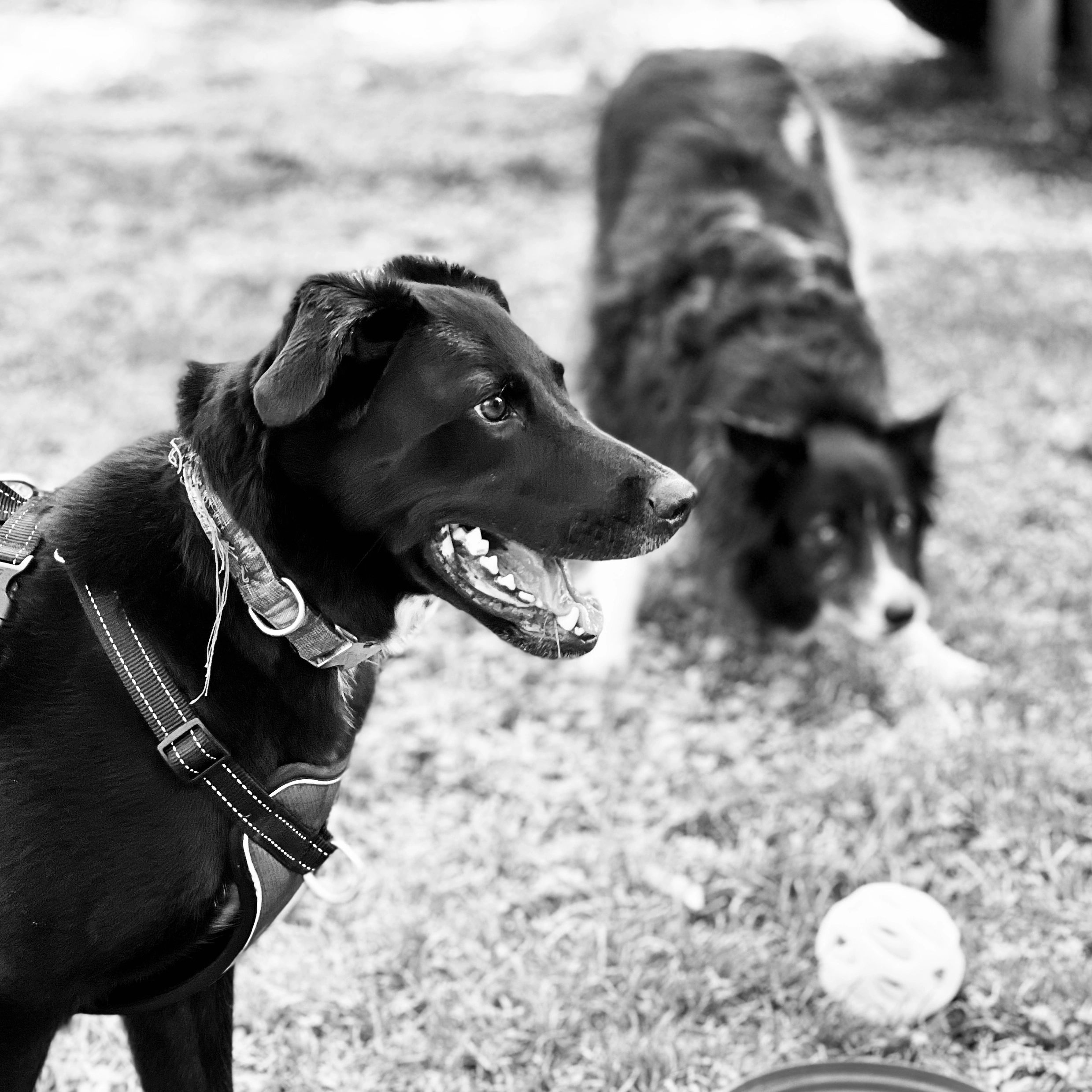 Chasing Tails Pet Sitting - Dog Walking - Dillsburg, Pennsylvania