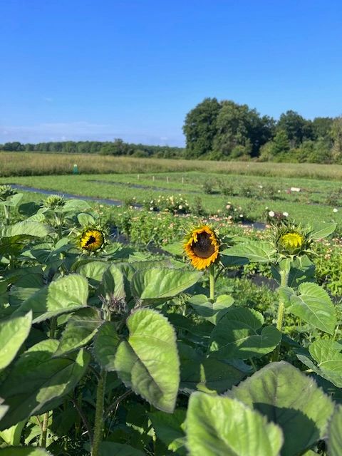 Clayfield Farm - Cut Flowers, Dahlias