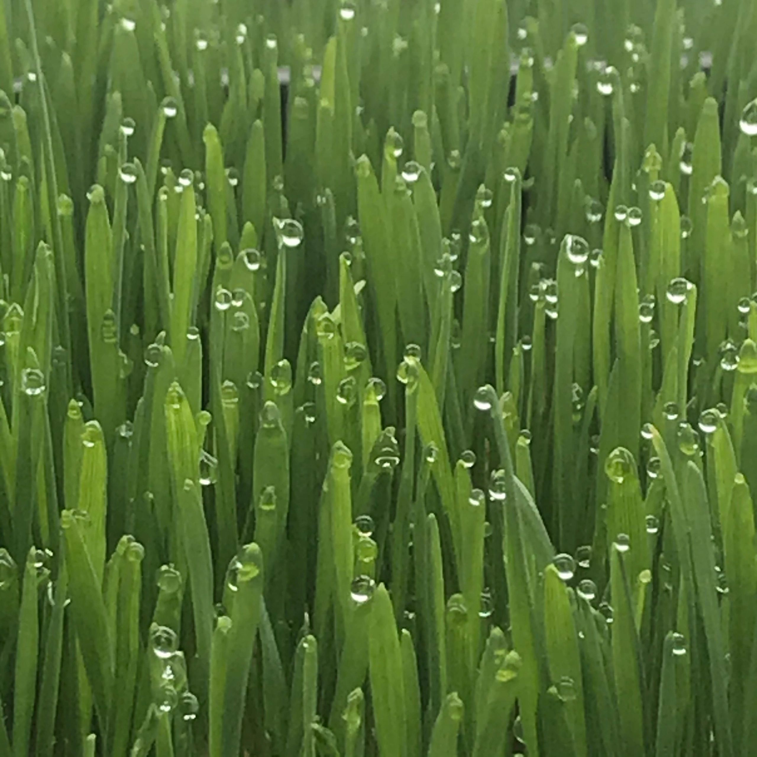 Microgreen Grower - Desert Micro of Las Cruces, New Mexico