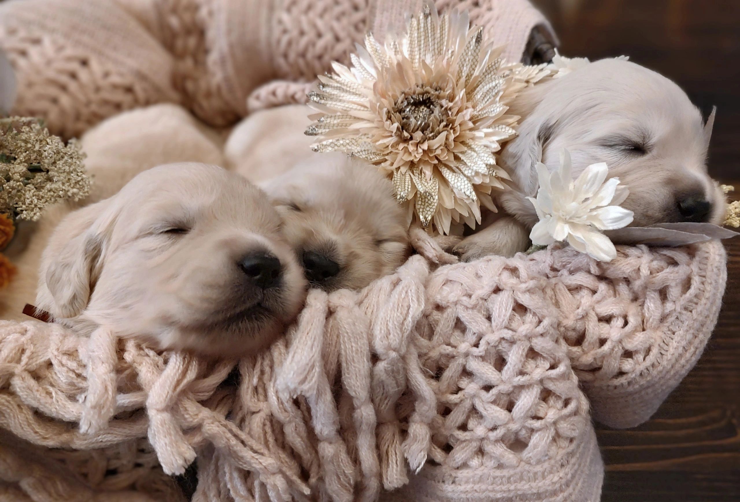 Golden Grove Acres - Puppies, Breeder, Golden Retrievers