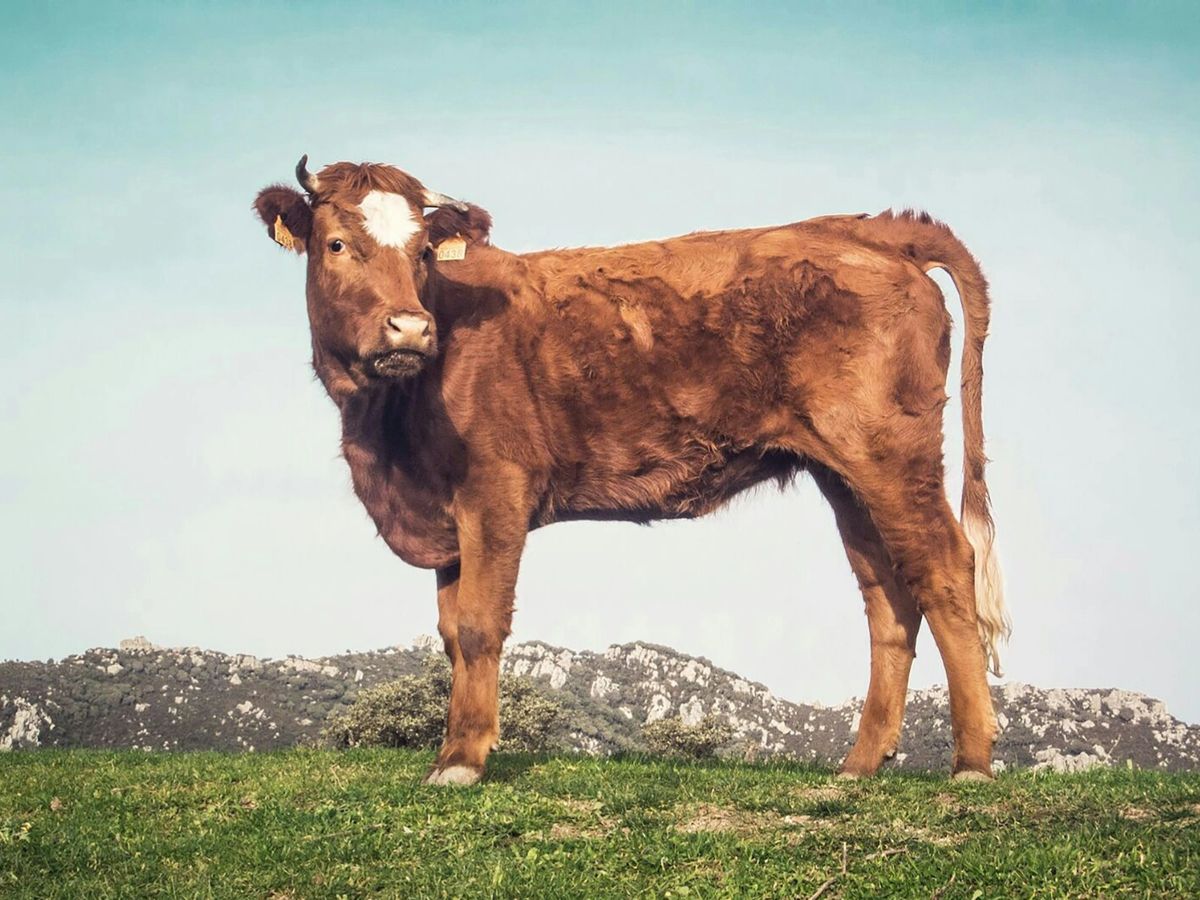 Uganda Cow
