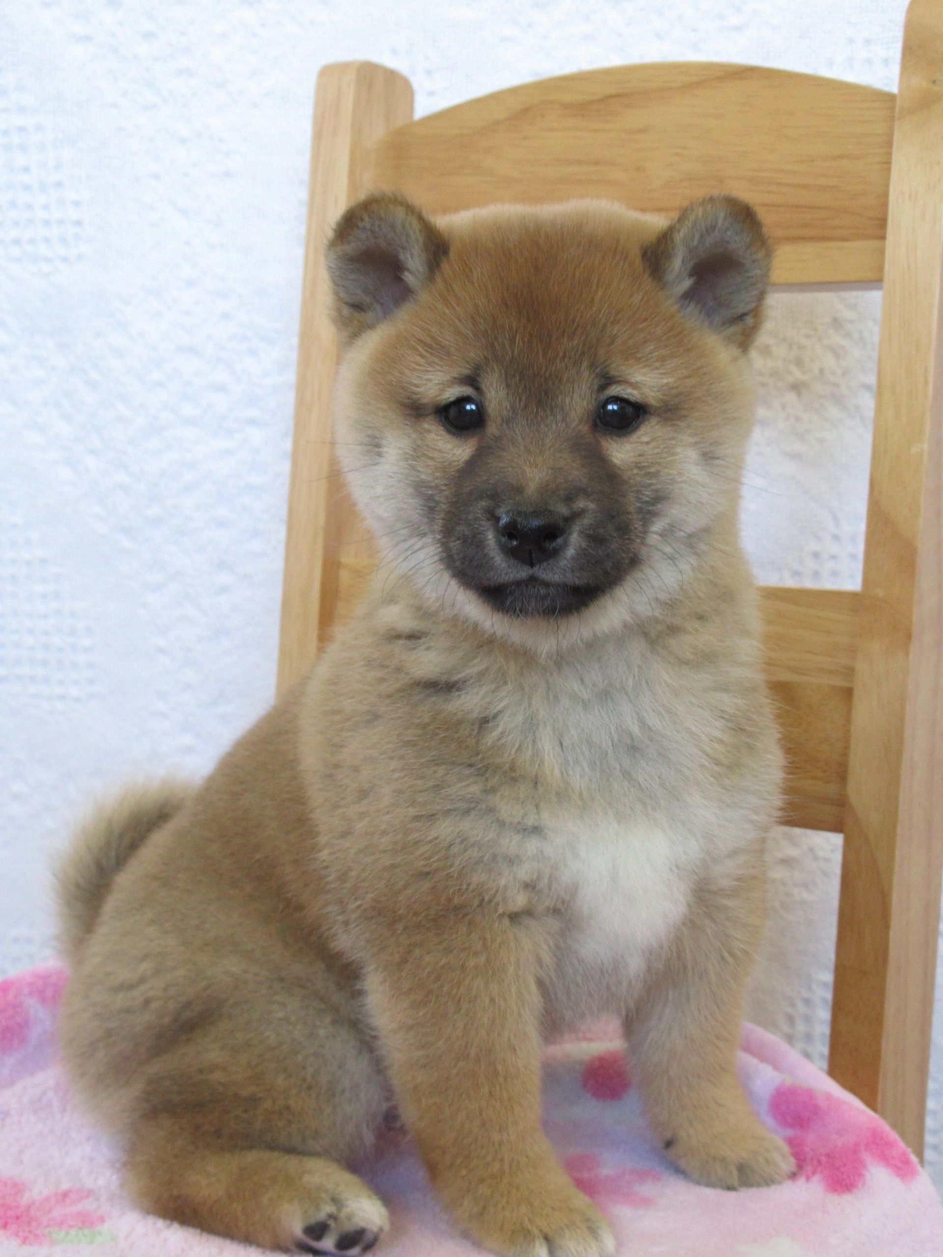 Horse Creek Shibas - Shiba Inu, For Sale, Shiba Inu