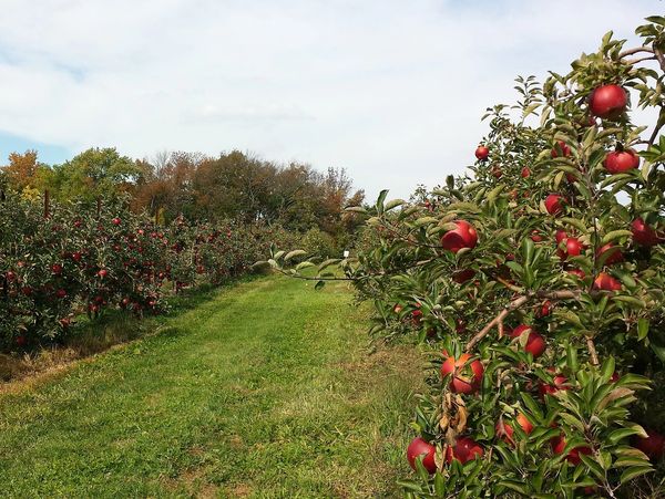 Apple Orchard in Minnesota - Destiny Ranch Orchard & Nursery