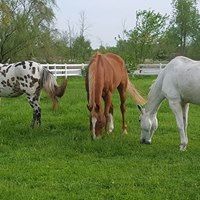 Gateway Stables and Riding Academy - Home